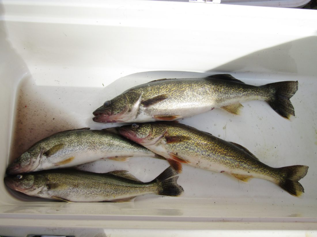 Lots of small walleye reported | News, Sports, Jobs - Observer Today